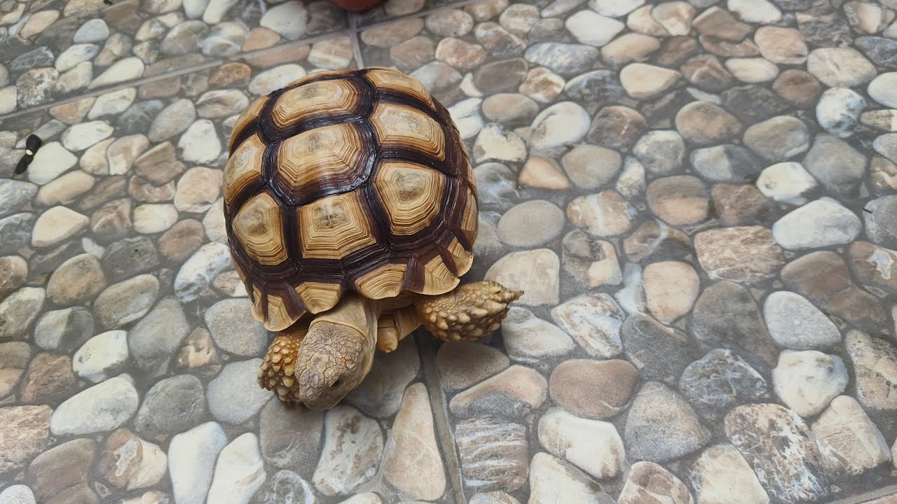 KU KIRA BESAR TERNYATA???? SULCATA TORTOISE - YouTube