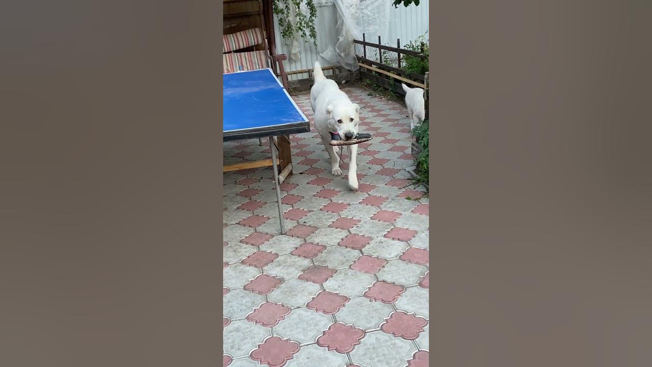 Попробуй отбери?! - YouTube