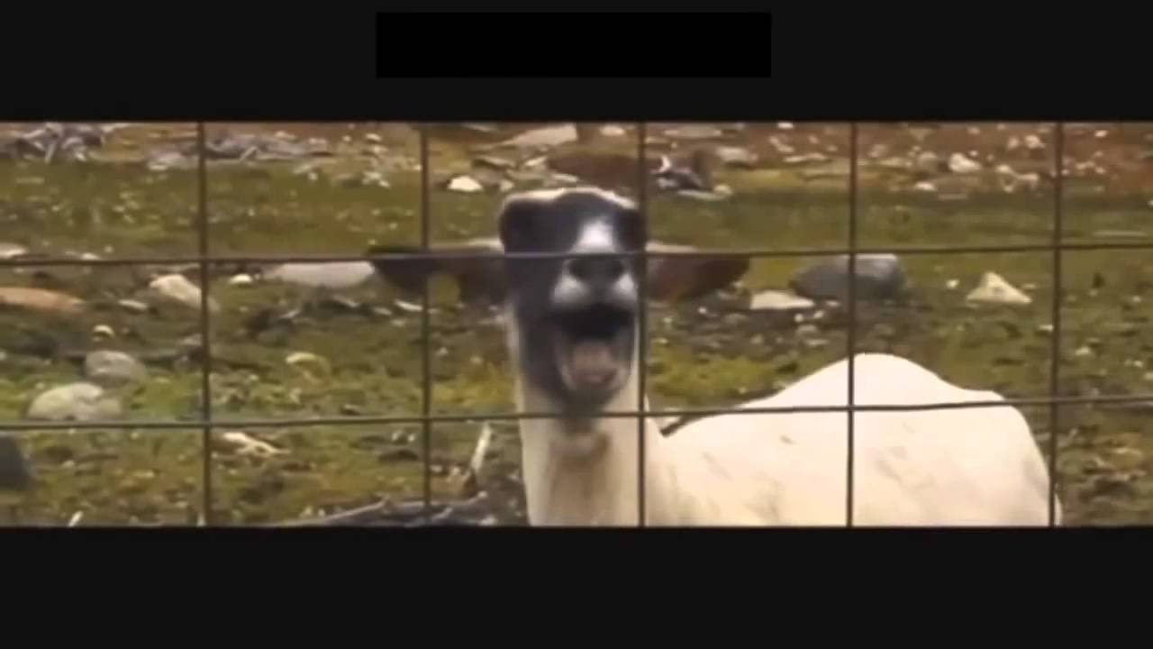 Goats screaming - YouTube