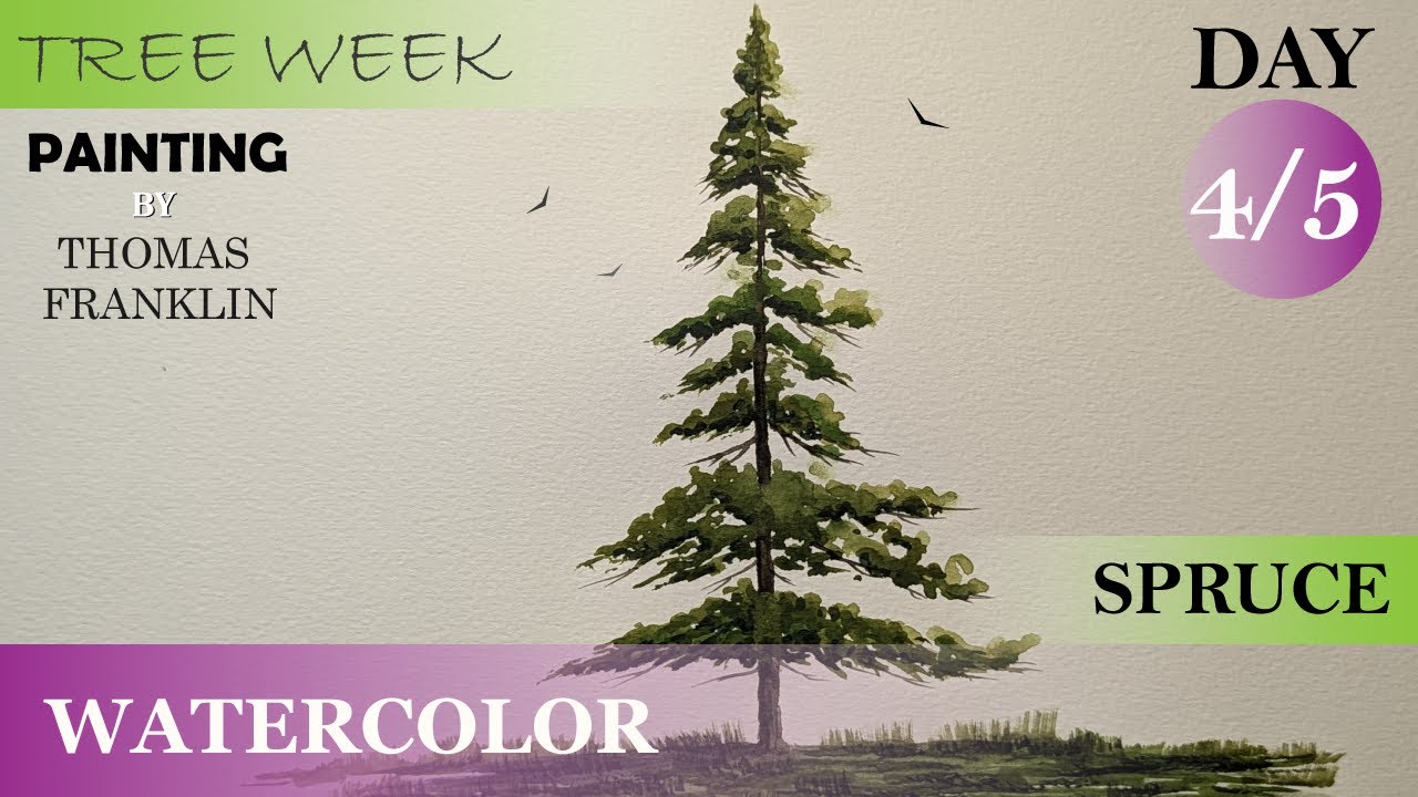 How to paint Spruce in Watercolor - Day 4 of Tree-Week - Thomas ...