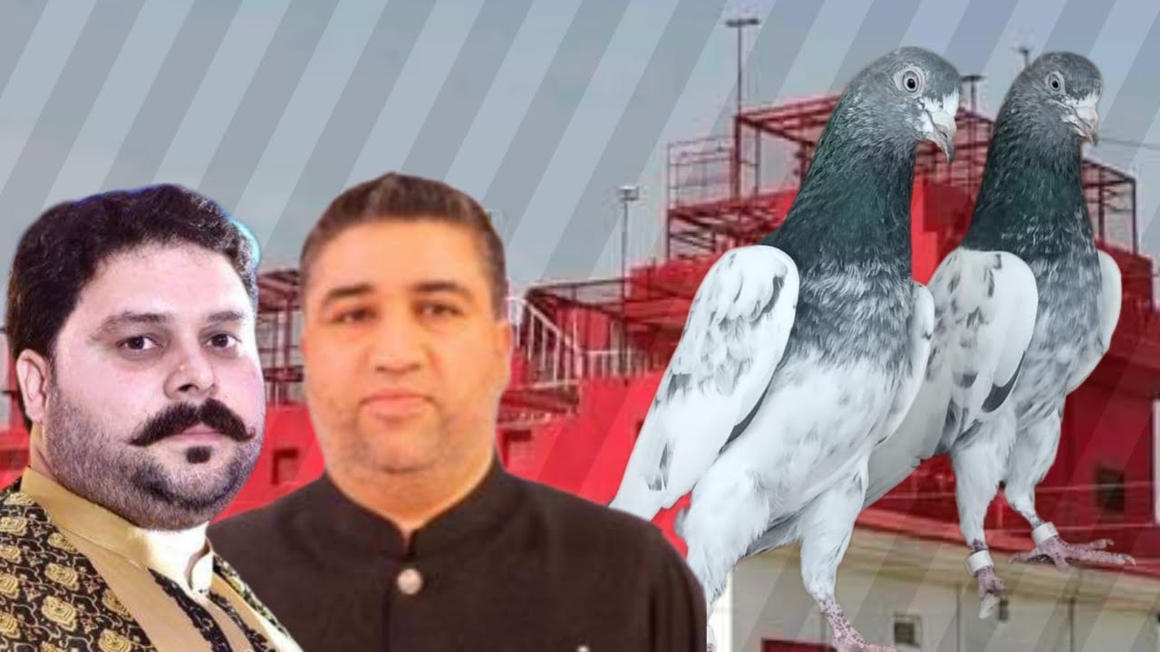 Ustad Mian Ahsan Rasheed Puri sab ki chat se pigeons shoq - YouTube