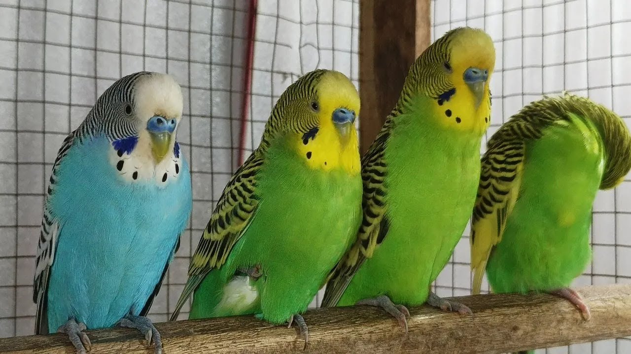 12 Hour Happy Singing & Eating Parakeet Budgies Birds, Reduce Stress of ...