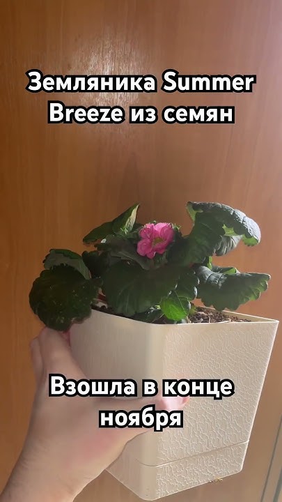 Земляника Саммер Бриз (Summer Breeze) #растения #огородкруглыйгод # ...