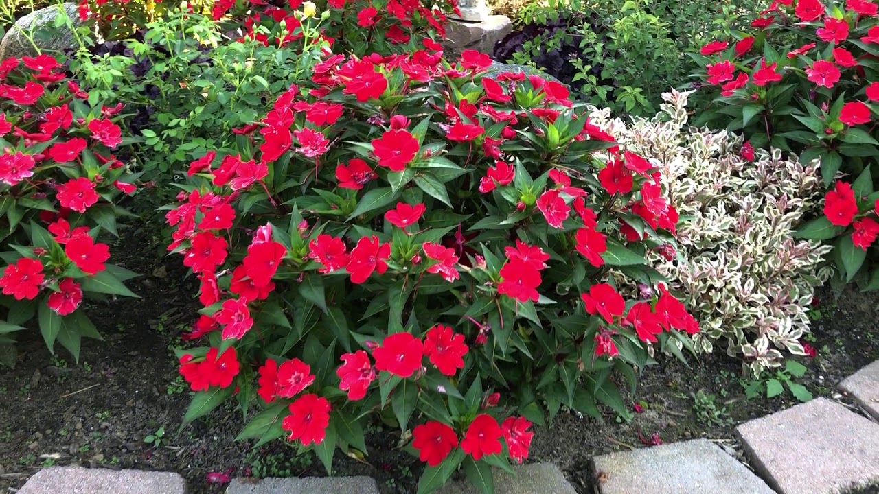 Red Sunpatiens in the Landscape | www.gardencrossings.com - YouTube