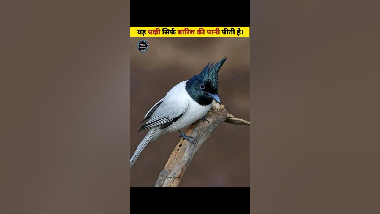 Chatak Bird Drinks Only Rain Water viral chatak-bird-drinks-only-rain-water-viral
