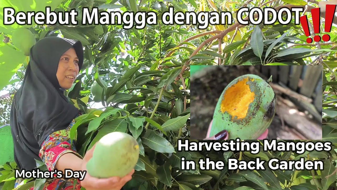 EMAK2 DASTERAN MANJAT POHON BEREBUT MANGGA SAMA CODOT | Harvesting ...
