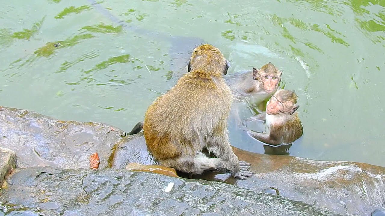 Monkeys Bathing And They Delighted Together in The Pool - YouTube