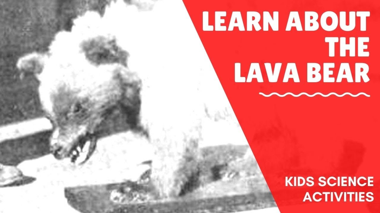 Meet the Lava Bear, the cutest little bear in the volcano - YouTube