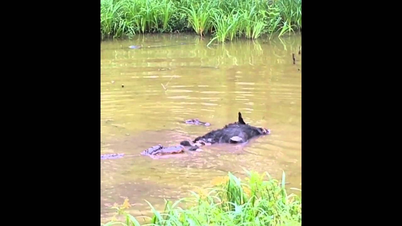 Gator on a Pig in Brazos Bend State Park - YouTube
