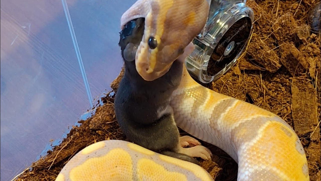 Watch This Ball Python Attack and Devour a Frozen Mouse! - YouTube