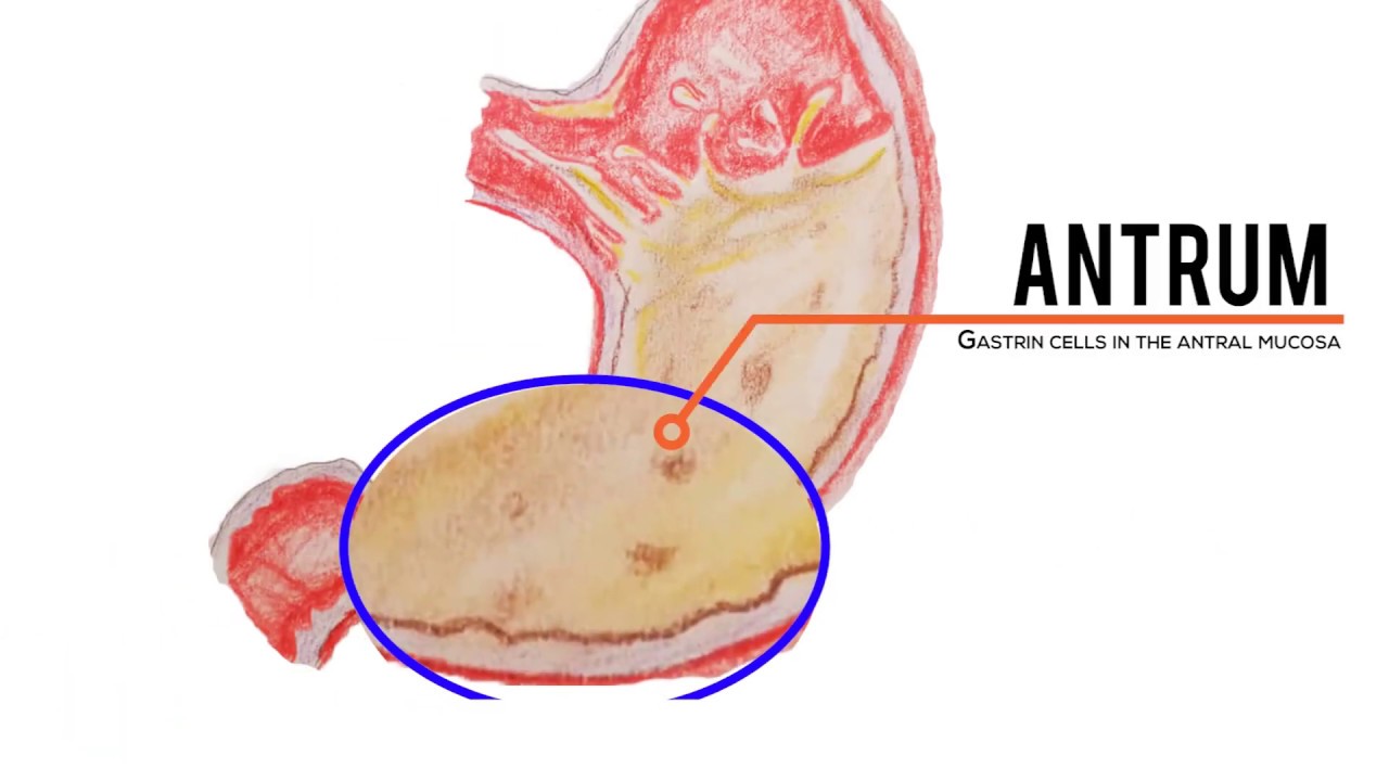 Regulation Of HCL Secretion |Gastric Secretion Phase 2(Gastric phase ...