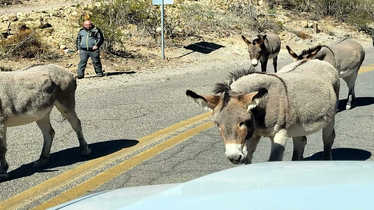 RT 66 OATMAN ARIZONA/ DONKEYS RUN THE TOWN? /EPISODE 21 - YouTube