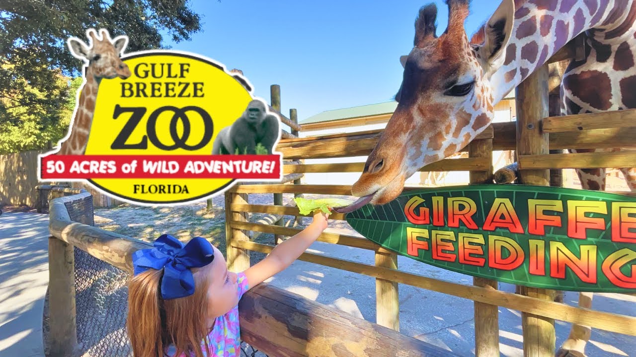A Wild Day at Gulf Breeze Zoo - YouTube