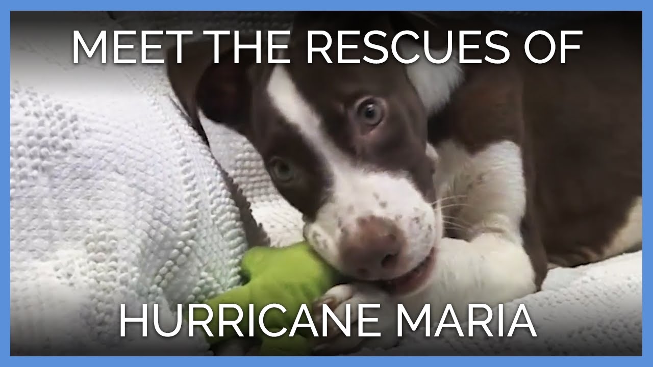 Meet Some Desperate Dogs PETA Rescued from Puerto Rico After Hurricane ...