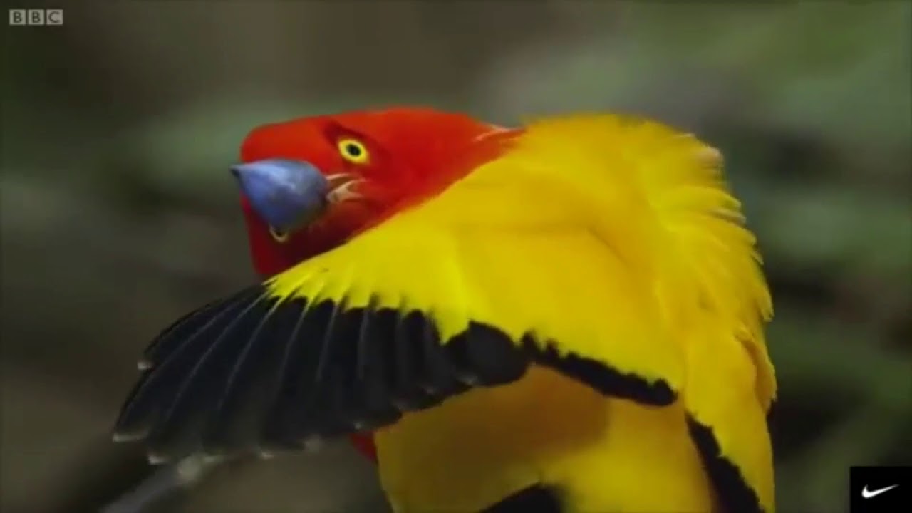 Qushlar olami - YouTube