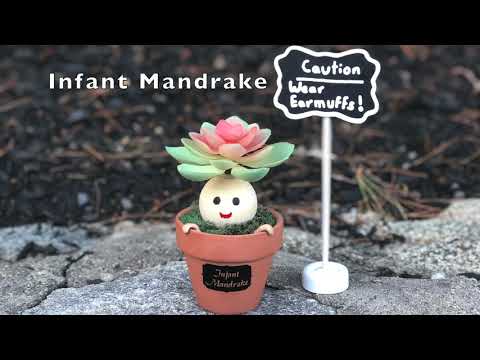 DIY Potted Infant Mandrake - YouTube
