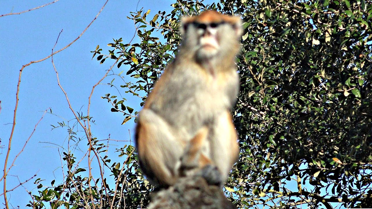 Patas Monkey Up High On A Branch in 4K Ultra HD - Raw Video - YouTube