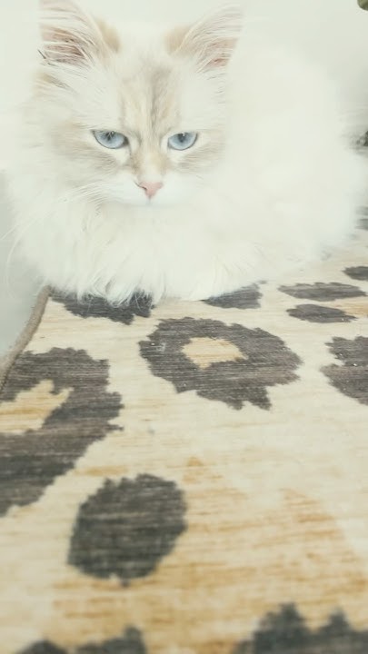 Infinite loop?? - YouTube