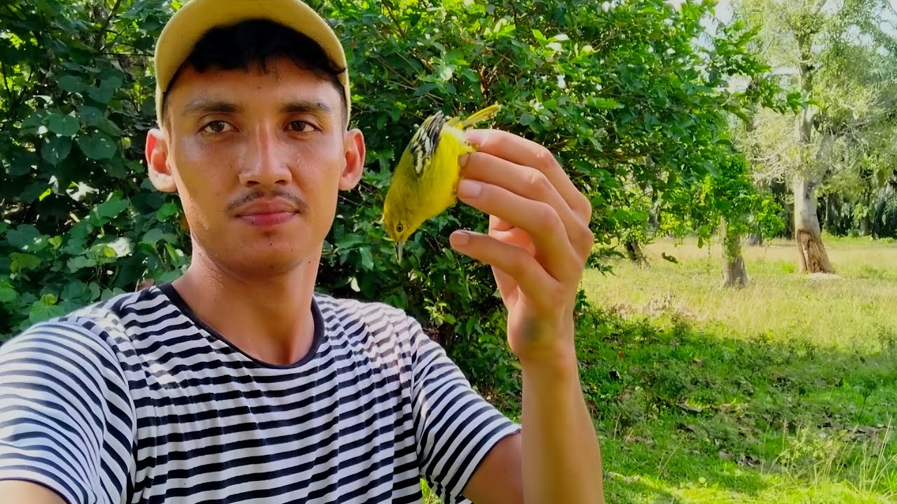 BERPETUALANG MIKAT BURUNG DIHUTAN KEDATANGAN BURUNG INCARAN PARA ...