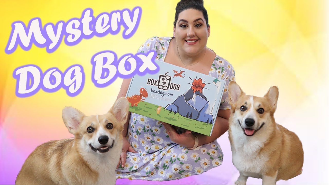 Box Dog Mystery Dog Box Unboxing | October 2020 - YouTube