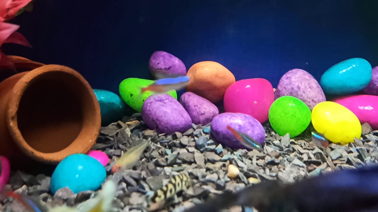 Artificial plants aquarium setup neon tetra - YouTube