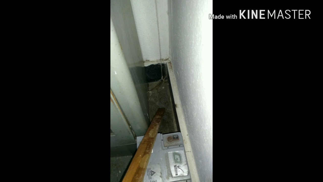 Catching and releasing baby monitor lizard rescue operation ( UDUMU ...