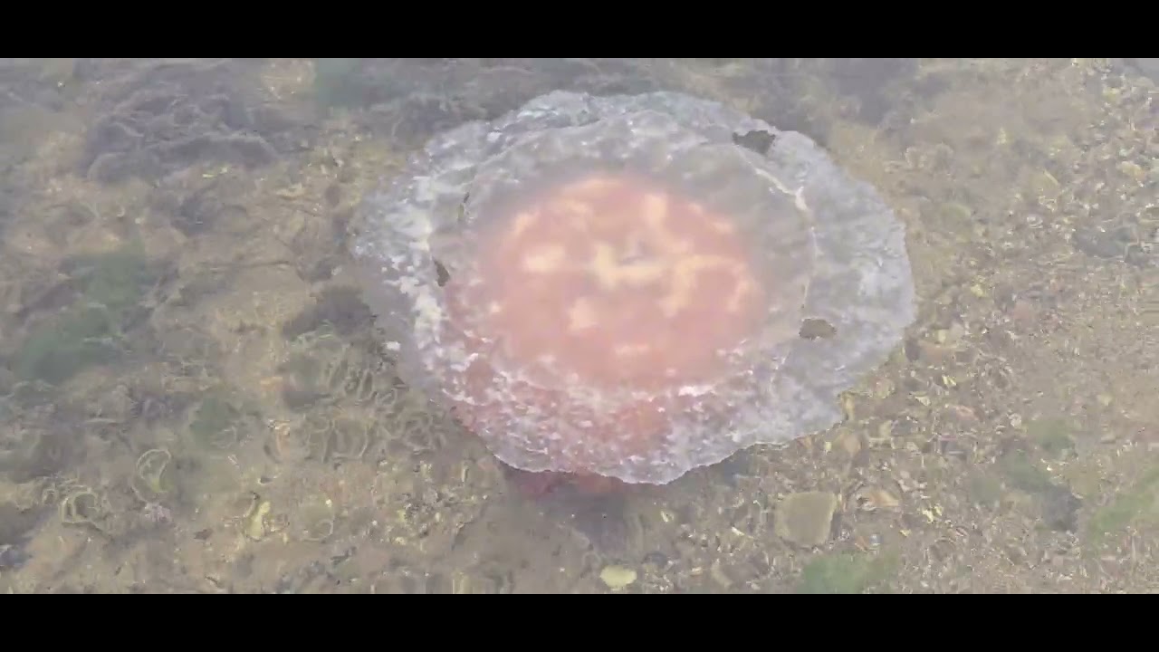 대왕 해파리 안에 움직이는 생명체들...Living creatures inside the giant jellyfish ...
