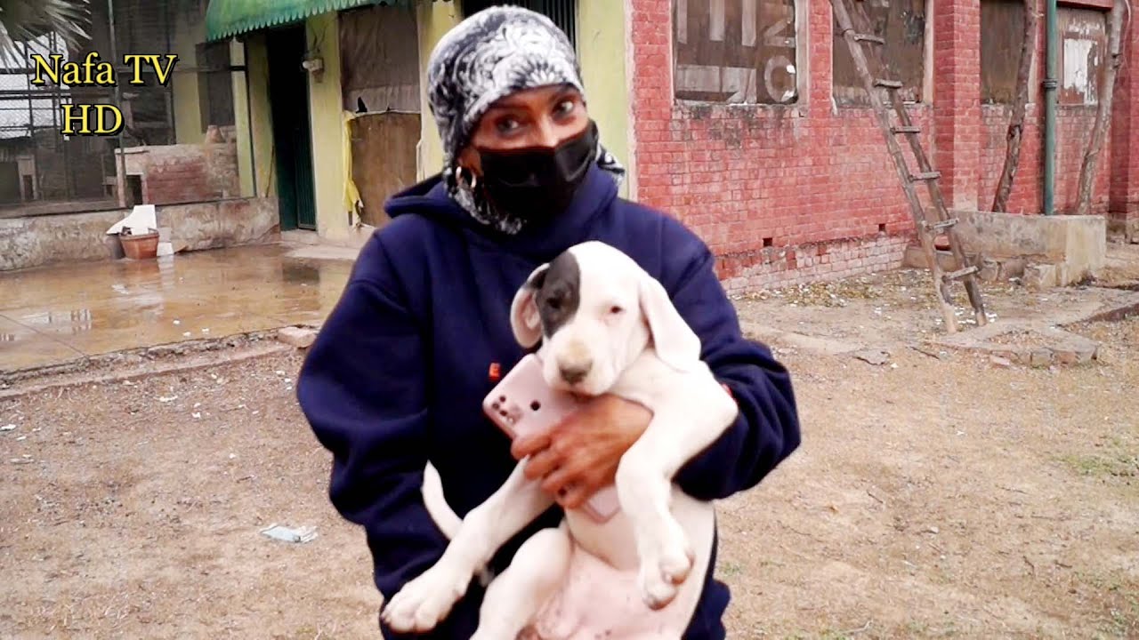 Black Pakistani Bully Kutta In Lahore Pakistan 2025 25 - YouTube