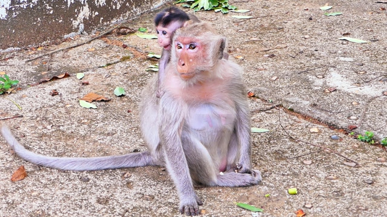 The baby monkey Santo hugs mother from behind with frightened face ...