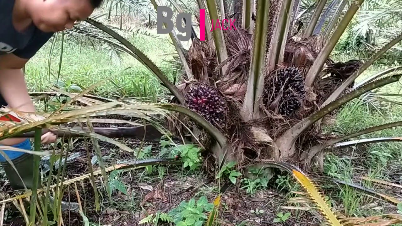 harvesting oil palm fresh fruits bunches | 25 month after planting ...