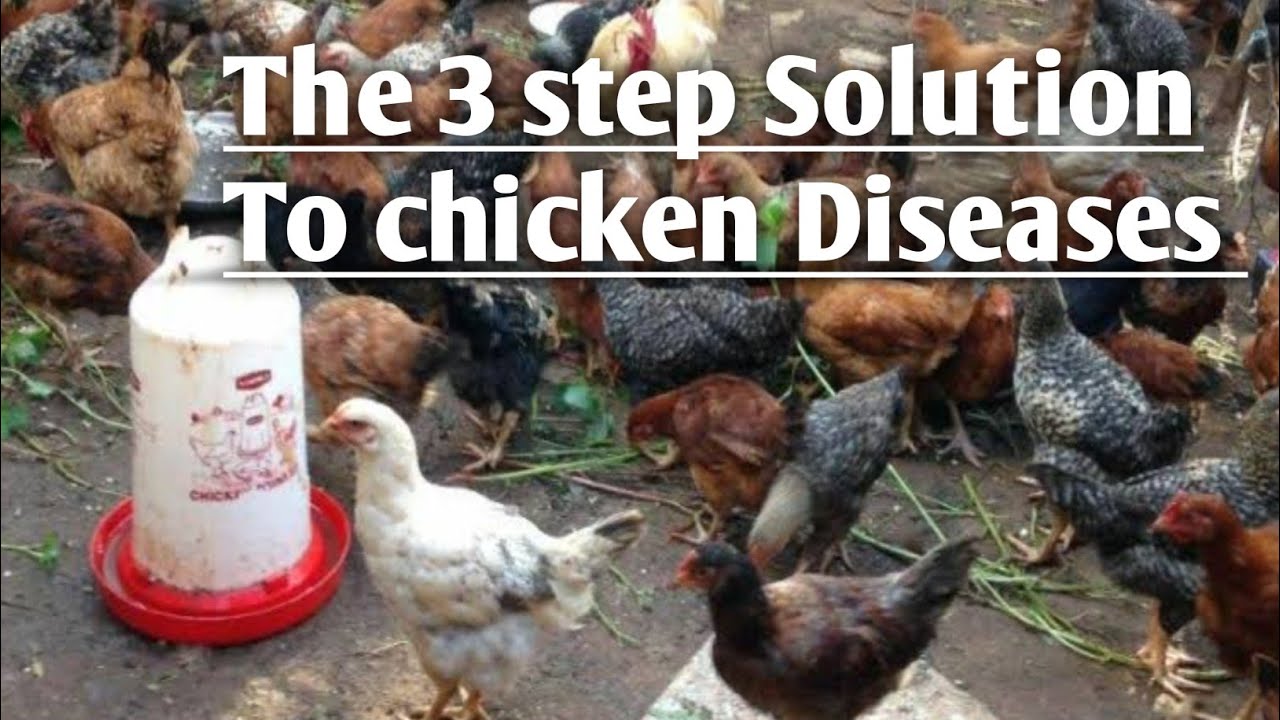How To Treat Chicken Diseases With 3 Simple (Steps) - YouTube
