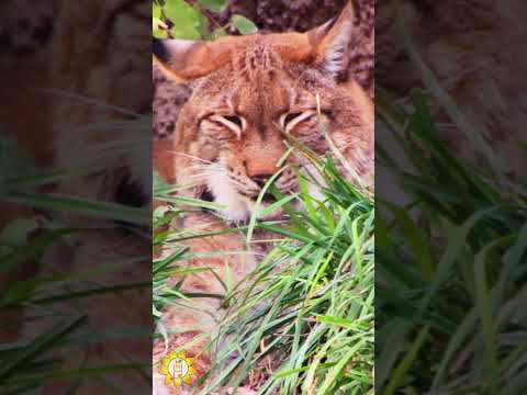 Relaxing Music for Sleep, Healing, Concentration, Work, Study 🌞 #relaxingmusic #shorts
