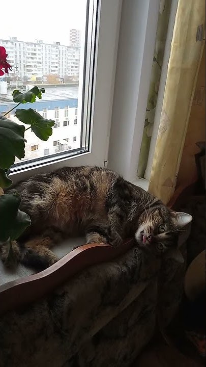 кот Симка( Серафим) - YouTube