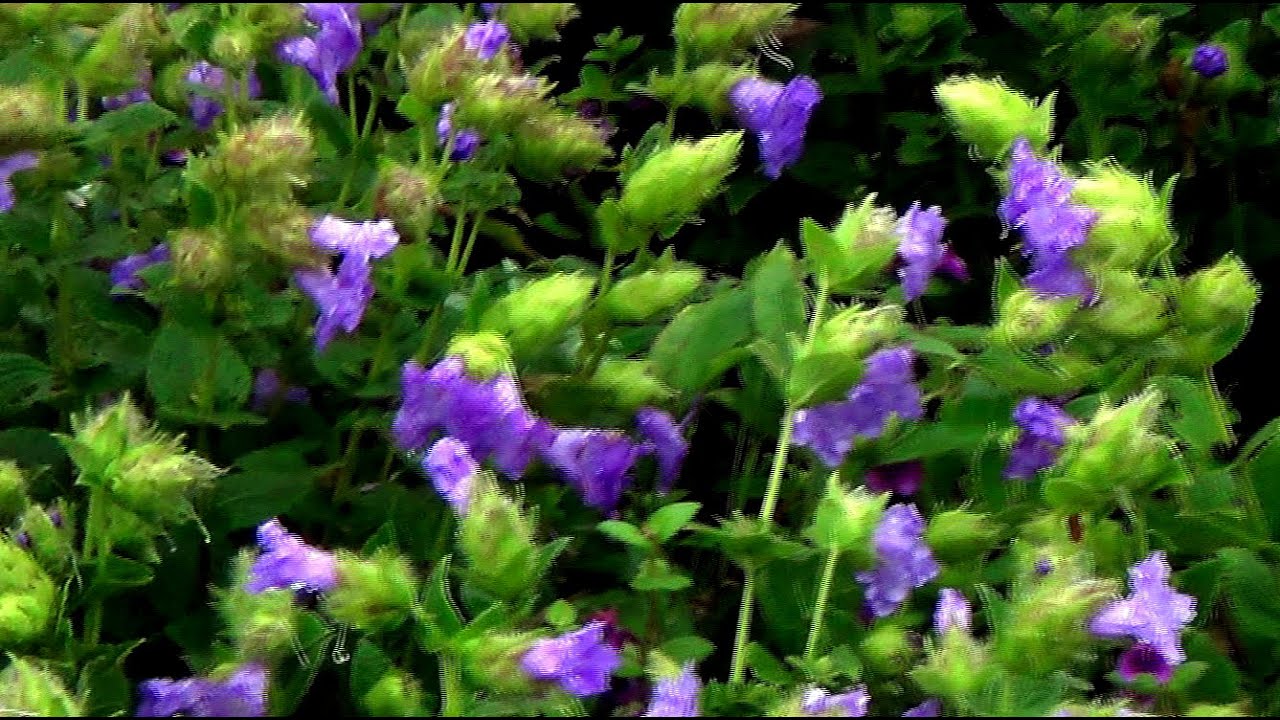 Genus Strobilanthes Flowering Plant - 1 - YouTube