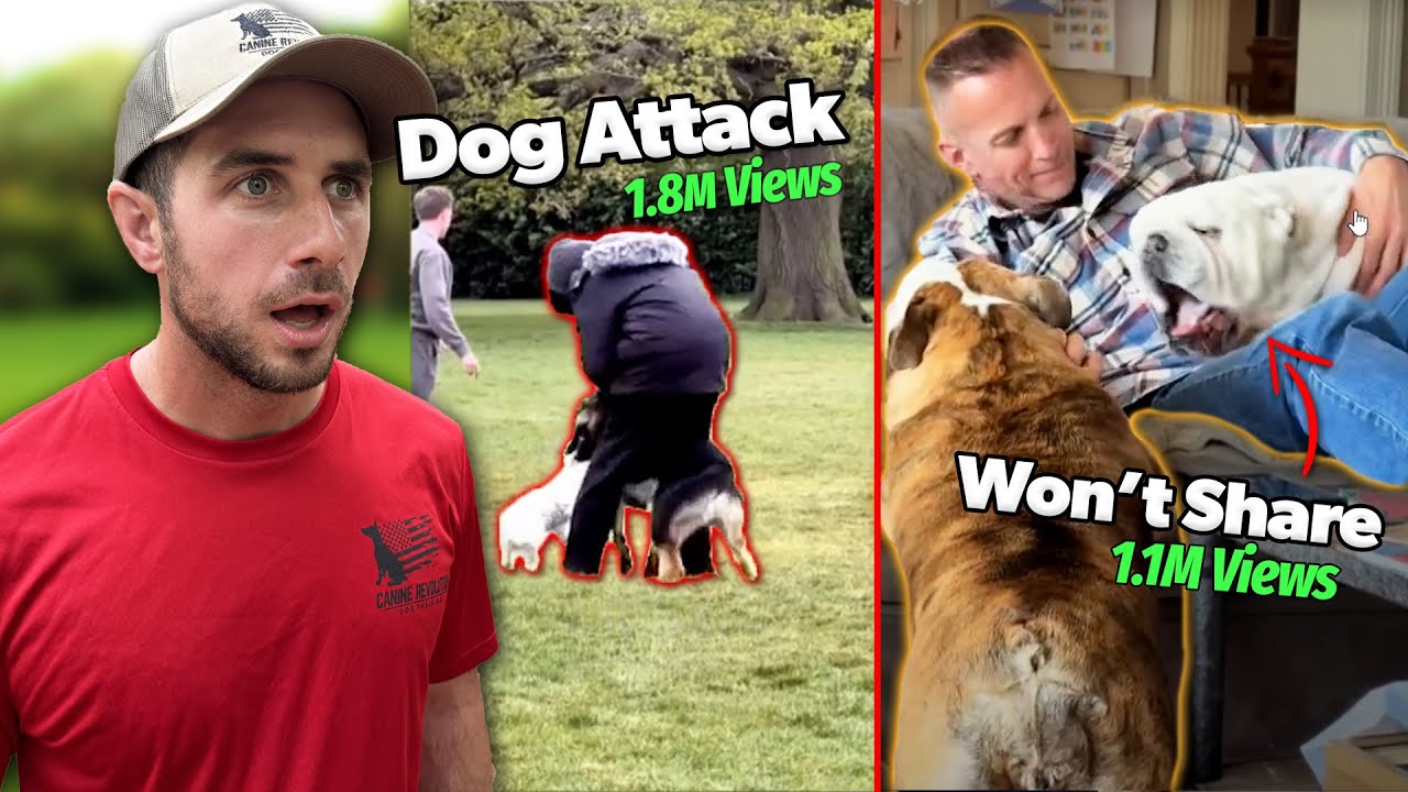Reacting to the Most INSANE Dog Videos on TikTok - YouTube