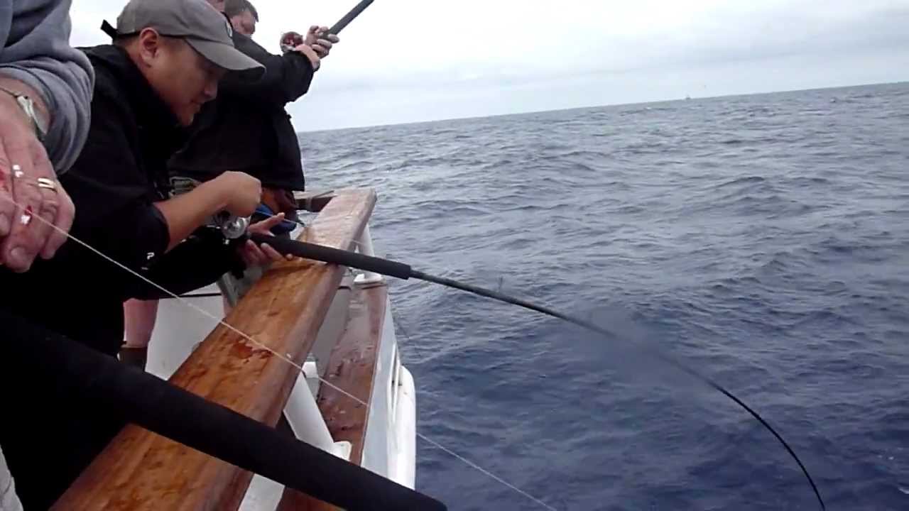 Alijos Rocks - Yellow fin tuna Red Rooster 3 - YouTube