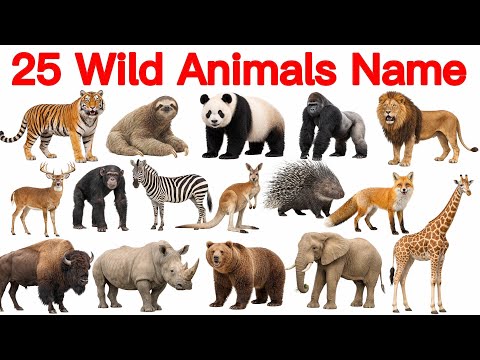 25 Wild Animals Name English in Hindi | जंगली जानवरों के नाम | Animal for kids | Jungle Animals Name