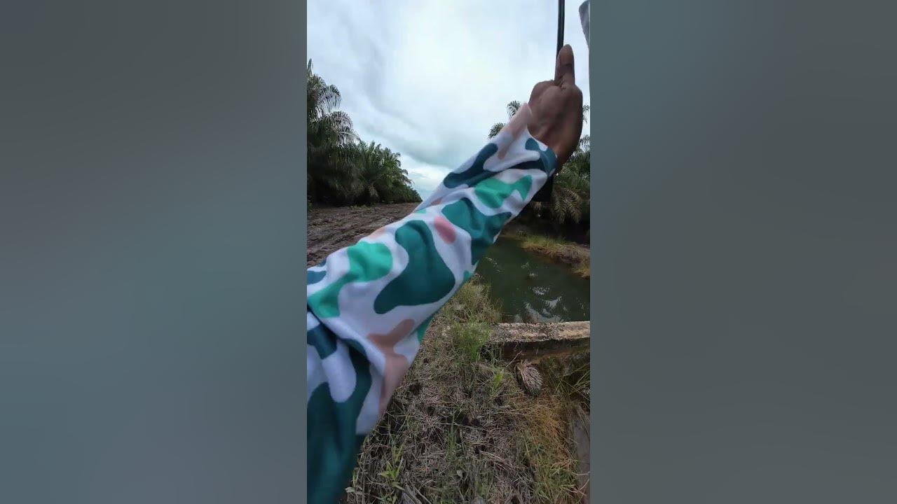 mancing gabus sambil nunggu berbuka puas - YouTube