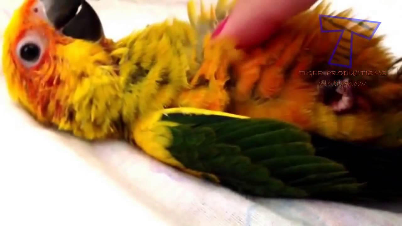 Sleepy and tired animals Funny and cute animal compilation - YouTube