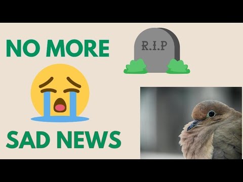 Sad News.😭😭 - YouTube