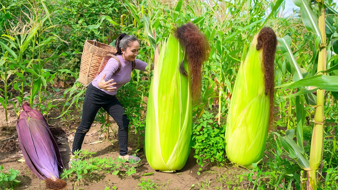 Harvest SWEET CORN and bring them to the market sell, cooking | Emma ...