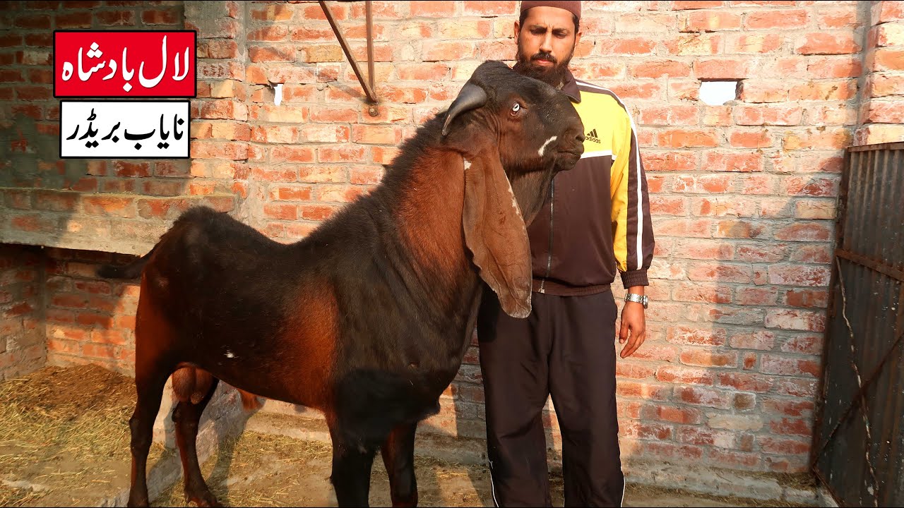 Lal Badshah Biggest Breeder Buck & High Milking Goats Of Imran Bhai ...