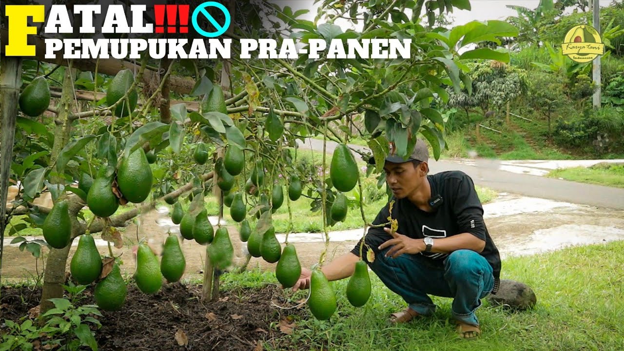 ALPUKAT PLUWANG VS SIMANIS ‼️ FASE VEGETATIF DAN GENERATIF ALPUKAT ...
