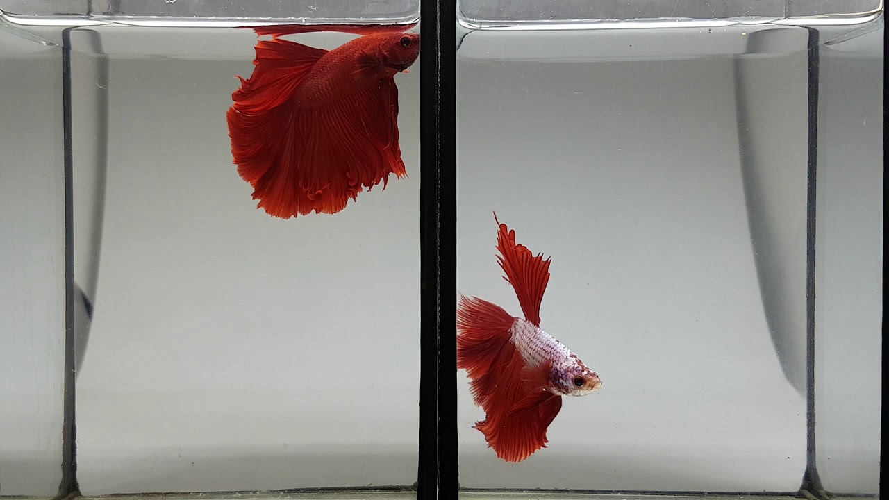 Male Betta : JA282 Red Emperor & JA283 Pink Dragon HM - YouTube