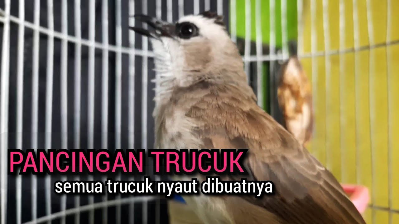 SUARA trucukan gacor ROPEL PANJANG pancingan trucukan agar bunyi ...