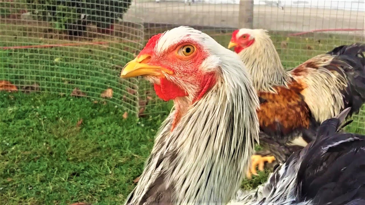 BSO BRAHMA ROOSTER NEW GENERATION IN THE BACKYARD-FARMA SKYDRA.GR - YouTube