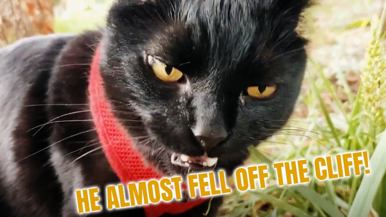 SIMON The CAT ALMOST FALLS OFF THE CLIFF! - YouTube
