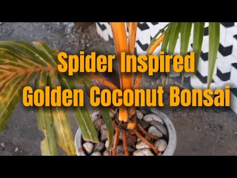 Spider Inspired Golden Coconut Bonsai (My Masterpiece # 2) - YouTube