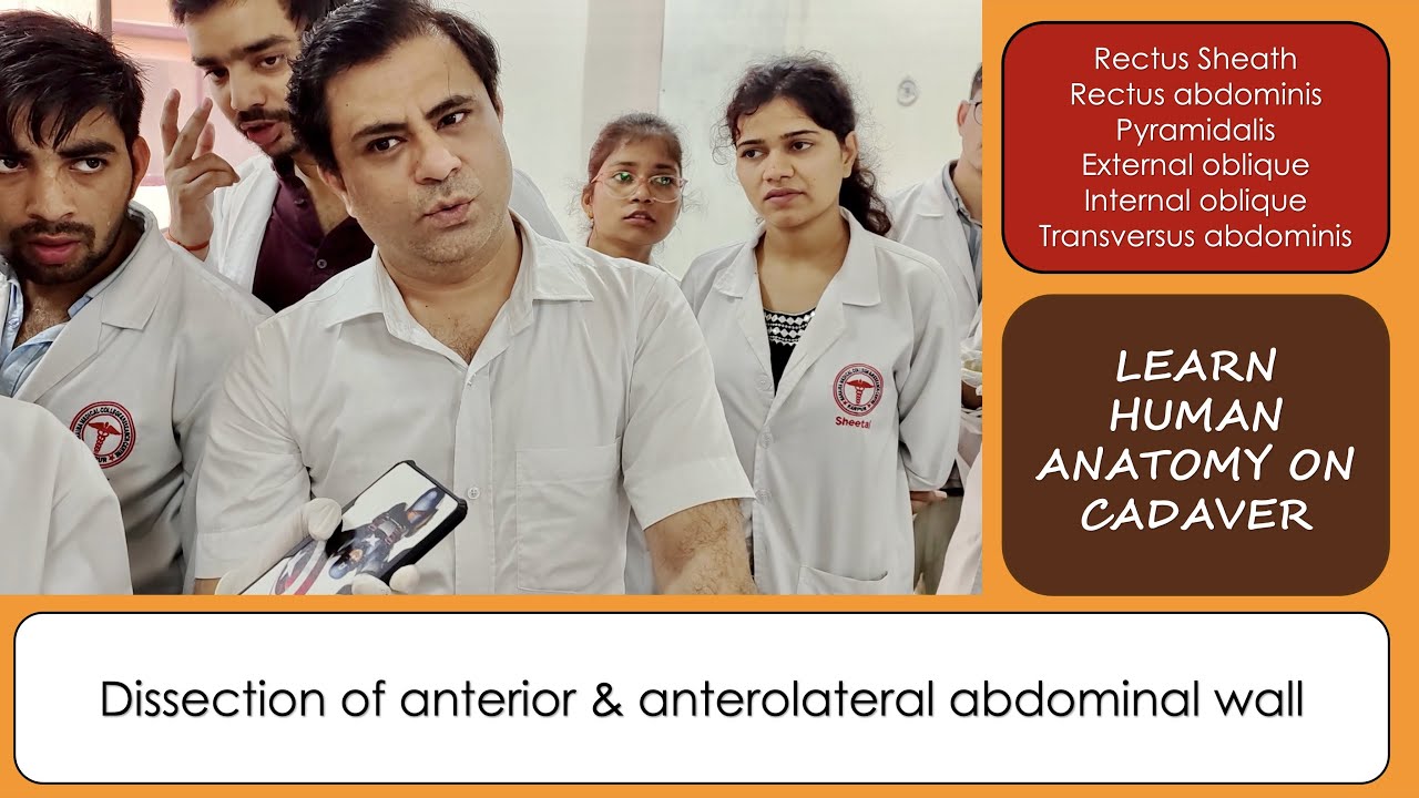 Dissection of anterior abdominal wall, Anterolateral abdominal wall ...
