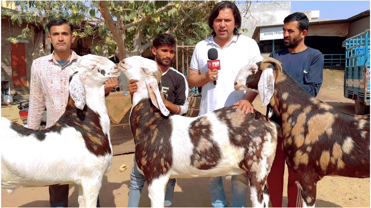 Big Gujri Khassi Goats Available at Zooland Jodhpur | Palai Only 2000 ...